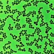 Photos – The Hammond Lab